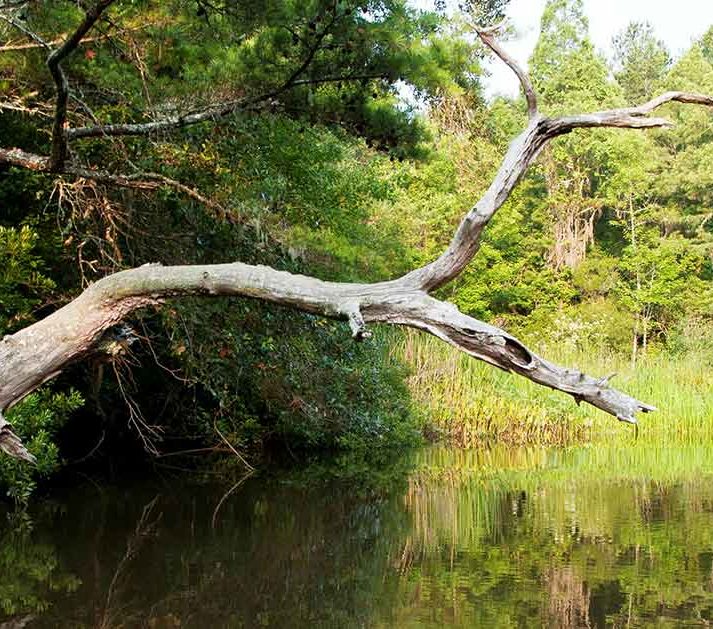 Ashley River | American Rivers