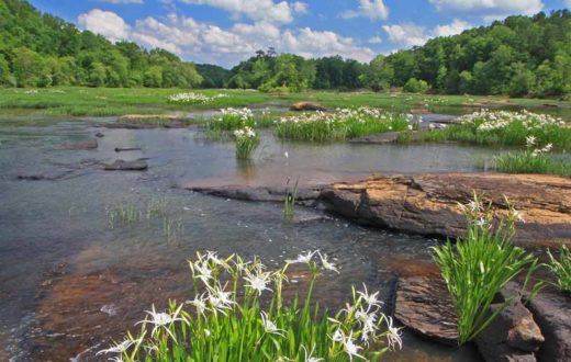 Flint: Georgia's Flint River - American Rivers