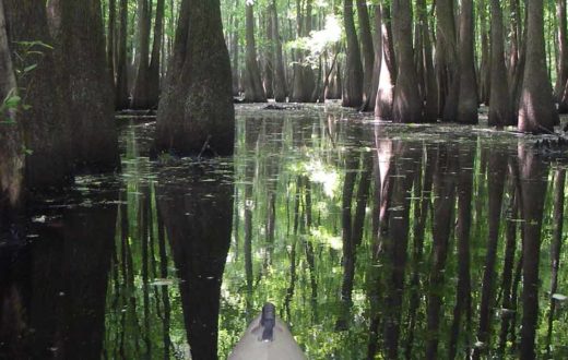Congaree River - American Rivers