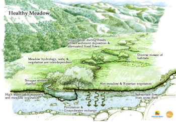 Mountain Meadow Restoration in California - American Rivers