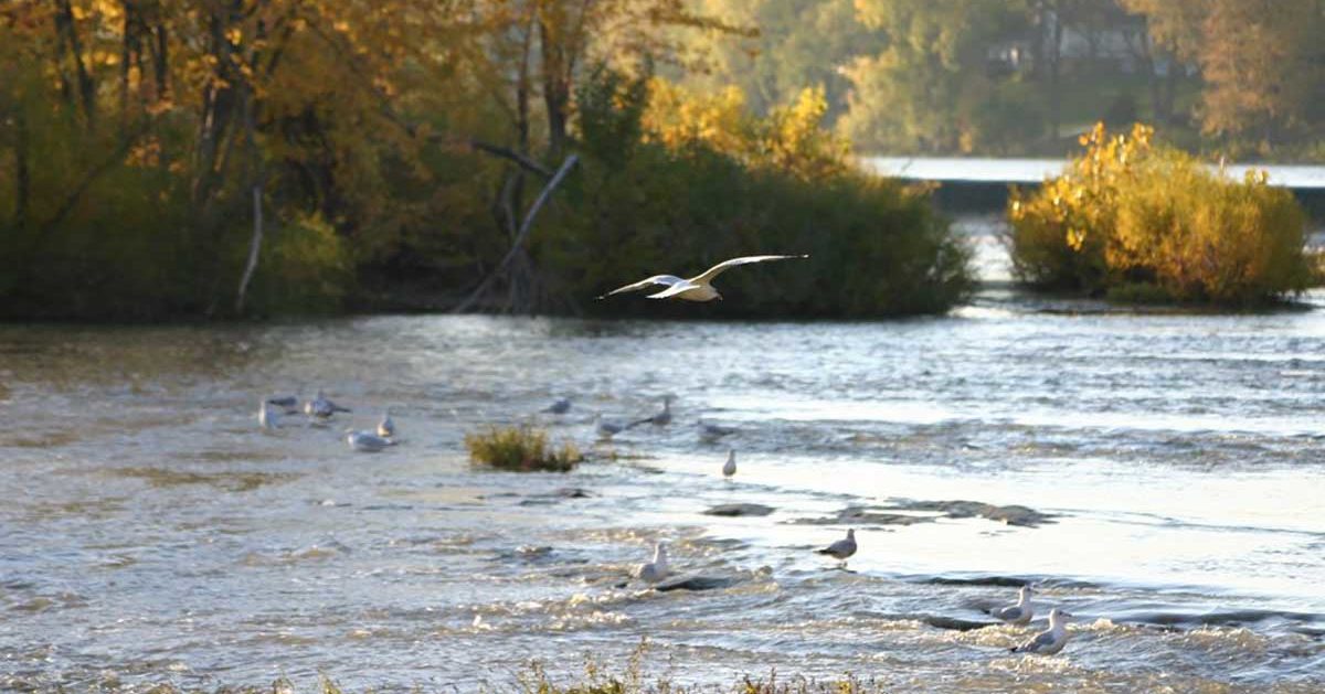 Maumee River - American Rivers