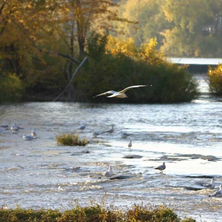 Maumee River - American Rivers