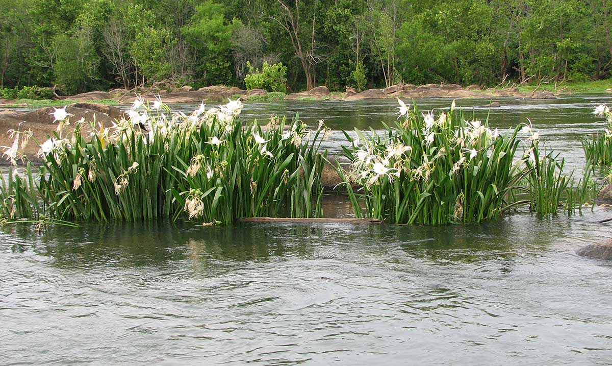Congaree River - American Rivers