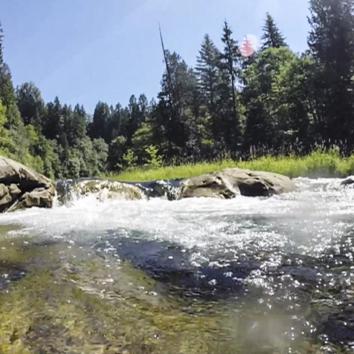 Help stop a dam on the Chehalis river - American Rivers