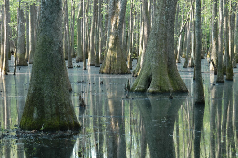 A Visual Journey Along the Black Warrior River