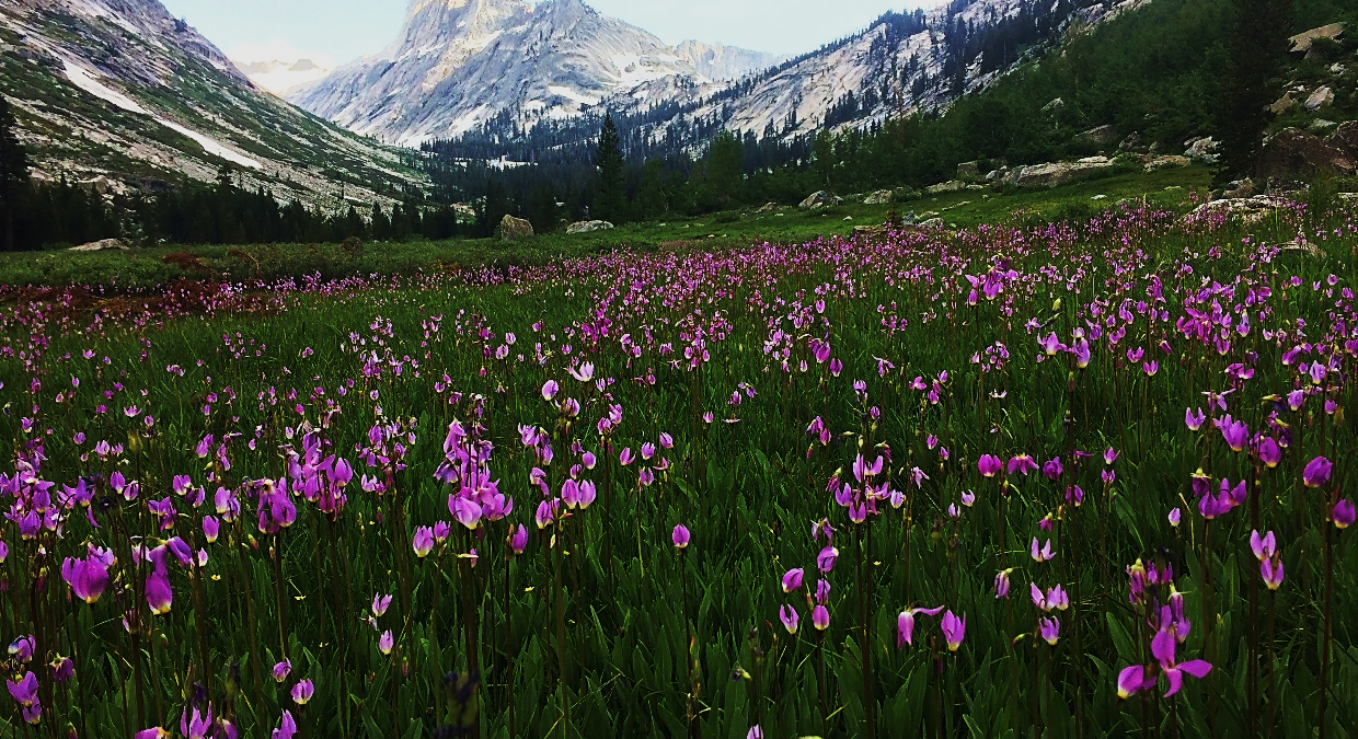 Sierra Nevada wilderness meadow restoration conserves water for ...