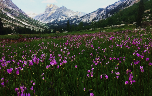 Mountain Meadow Restoration in California - American Rivers
