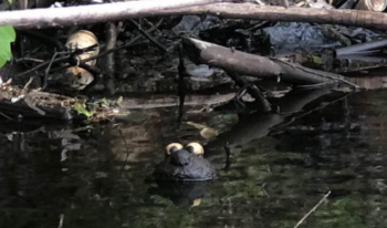 The Strangest Things Found in River Cleanups | American Rivers