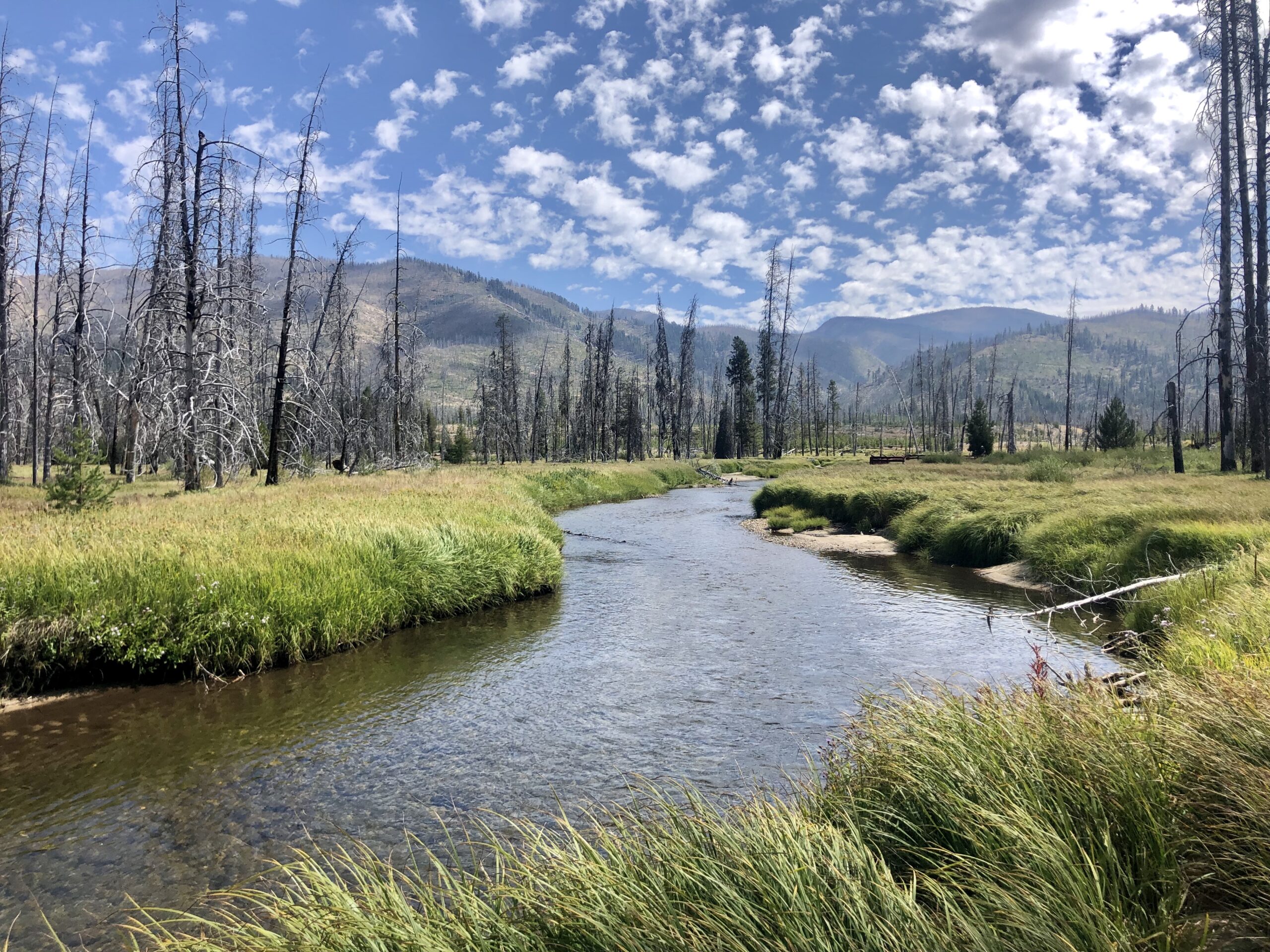 Can the South Fork Salmon River be saved? Can the South Fork Salmon River be saved?