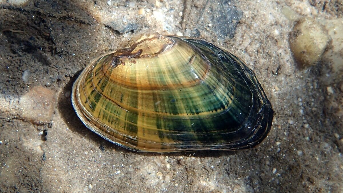 Mommy Mussels and the Breathing Rocks - American Rivers