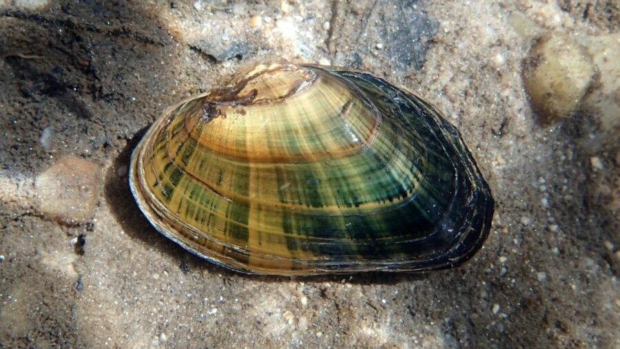 Mommy Mussels and the Breathing Rocks - American Rivers