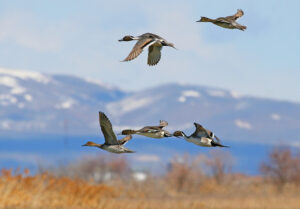 What is the Floodplain Enhancement and Recovery Act?