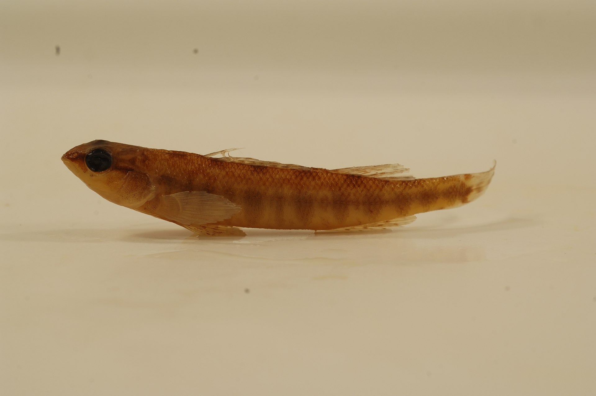 Flint River - American Rivers