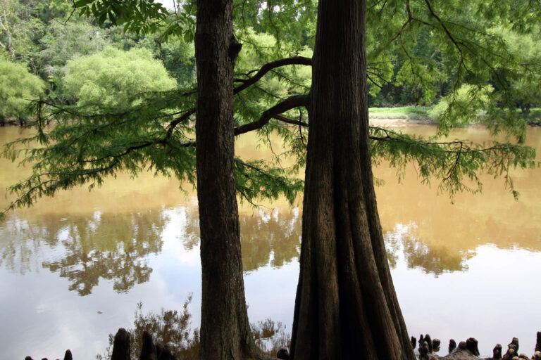 Neuse River: 2022 River of the Year