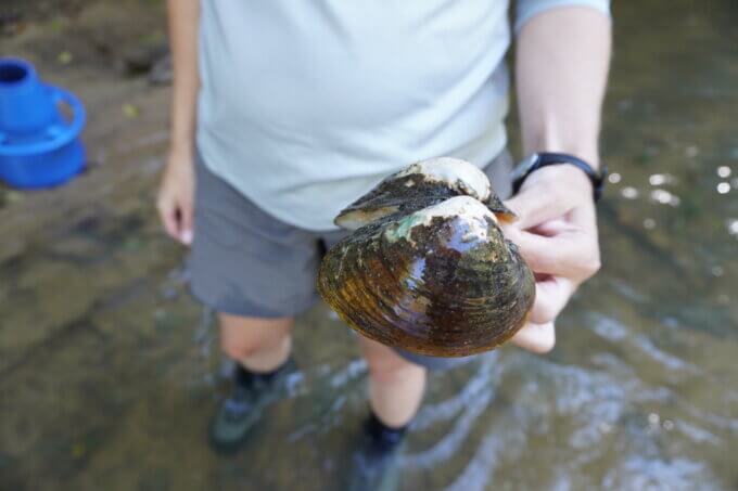 A Rainforest of Clams - American Rivers