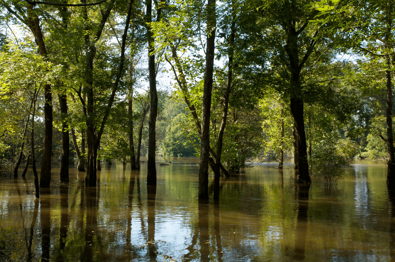 Neuse River: 2022 River of the Year