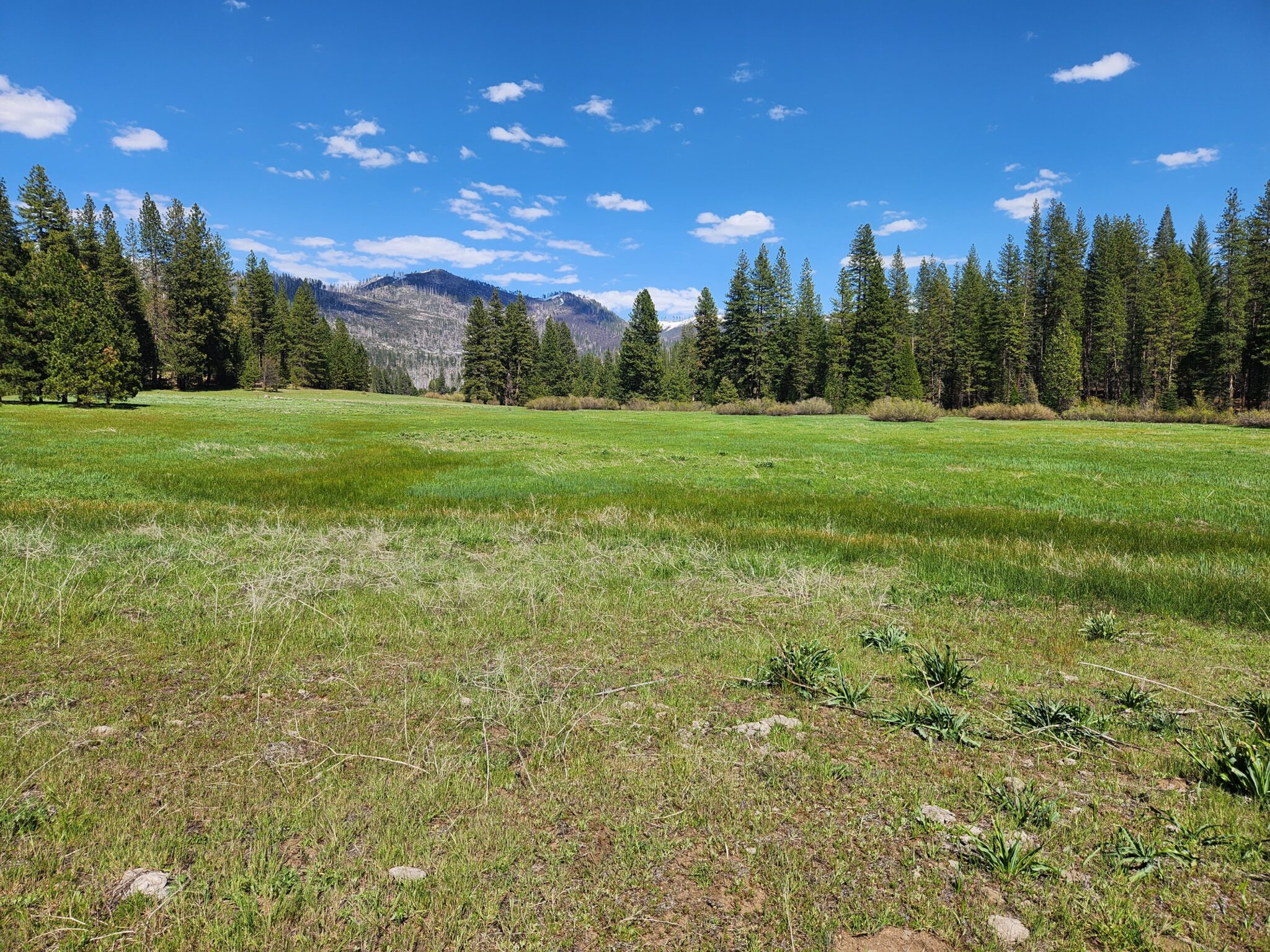 Ackerson Meadow Restoration Project Ackerson Meadow Restoration Project