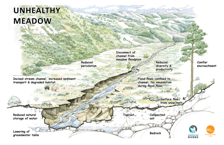 Mountain Meadow Restoration in California