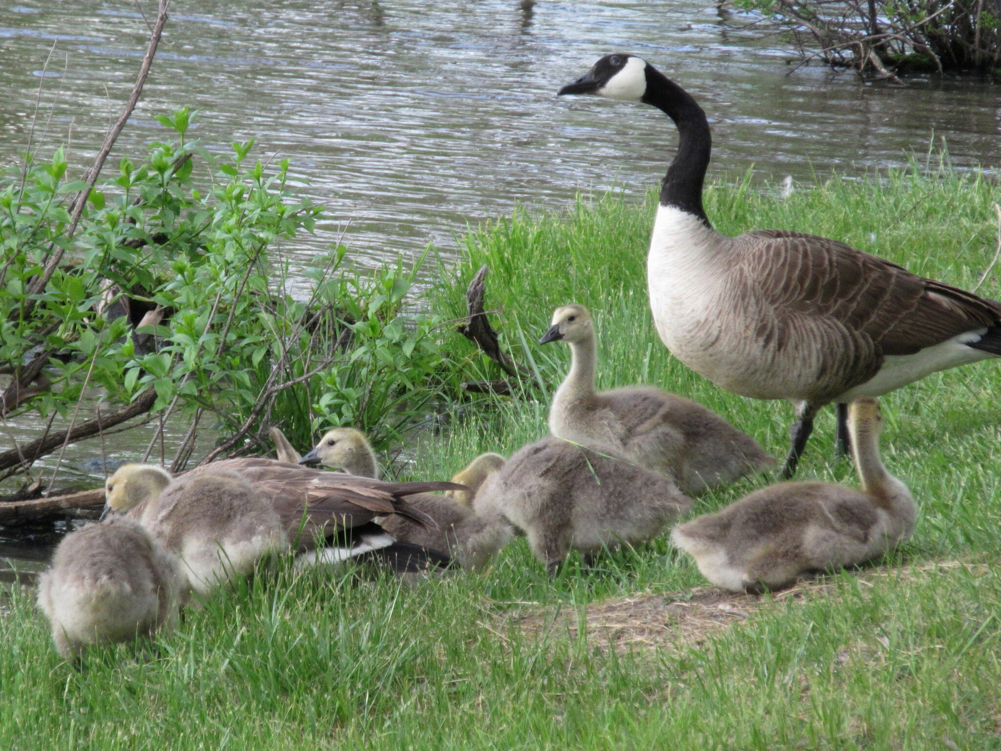 Canada Geese: What's their deal?