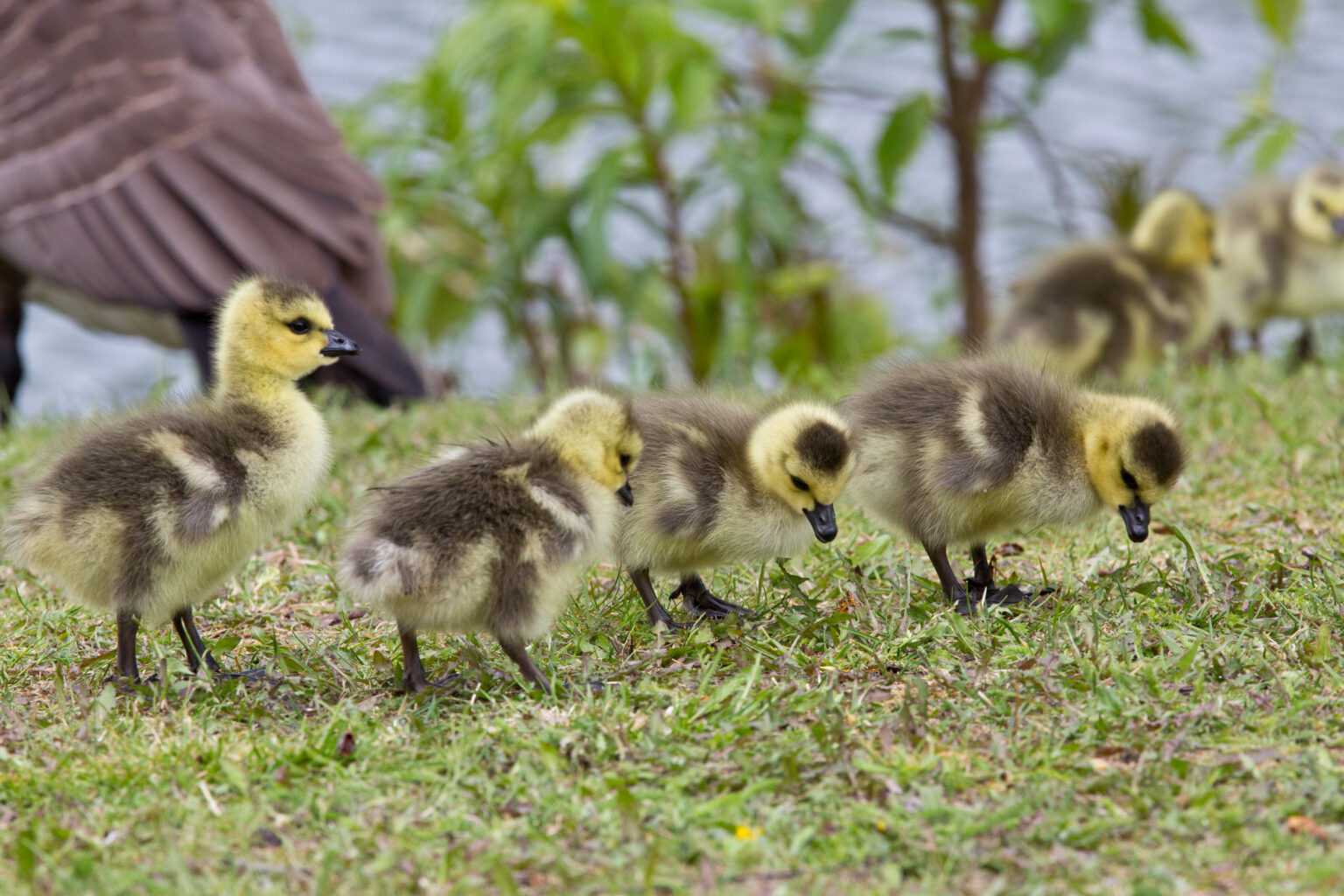 Canada Geese: What's their deal?