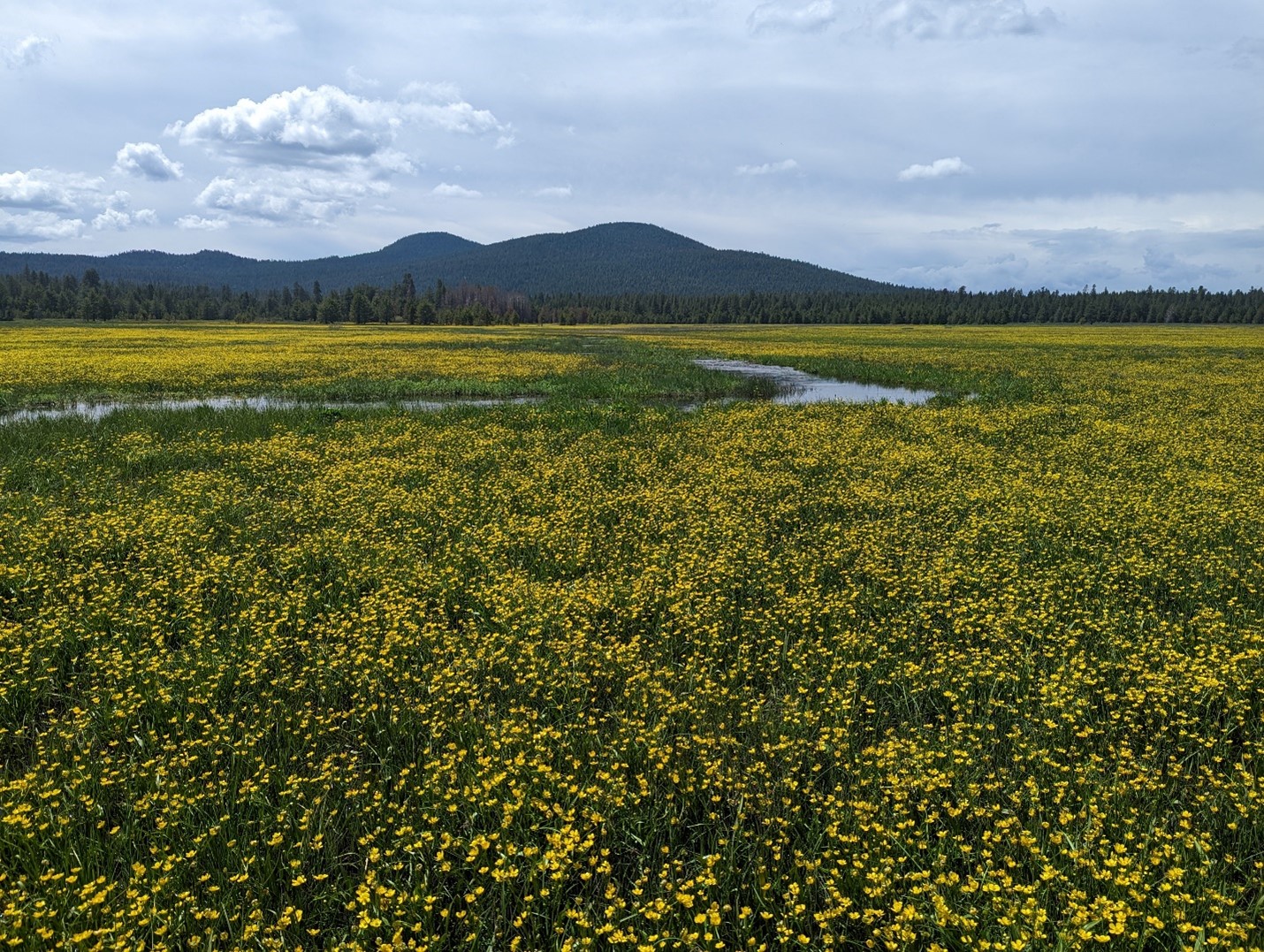 Watershed Restoration is the Cornerstone of Eagle Lake's Fishy Business