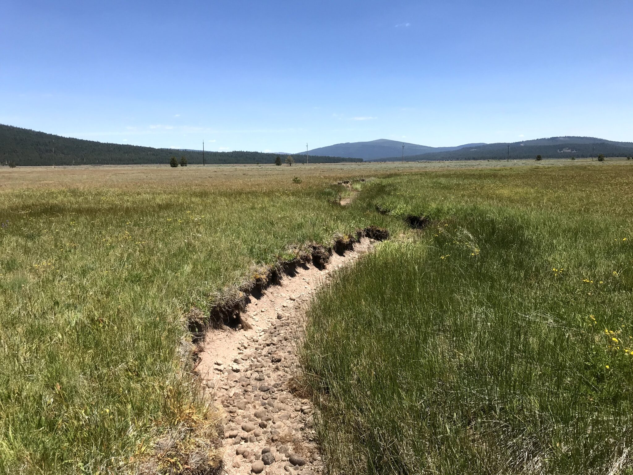 Watershed Restoration is the Cornerstone of Eagle Lake's Fishy Business