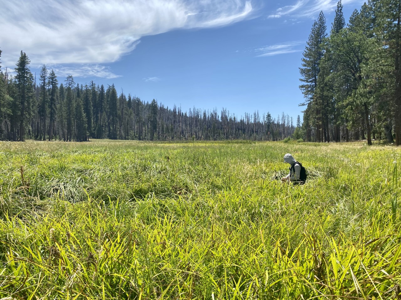 Restoring Ackerson Meadow: A Historic Milestone in Headwaters Conservation